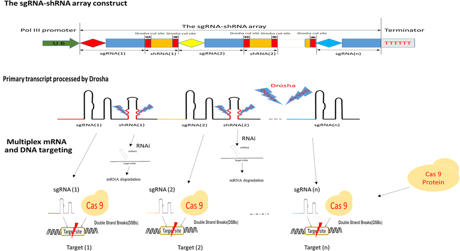 Drosha介导的sgRNA-shRNA结构增强了基于CRISPR / Cas9的多重基因组工程。,Scientific Reports ...