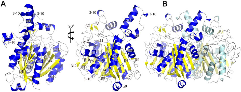 Structural characterisation of the fatty acid biosynthesis enzyme FabF ...