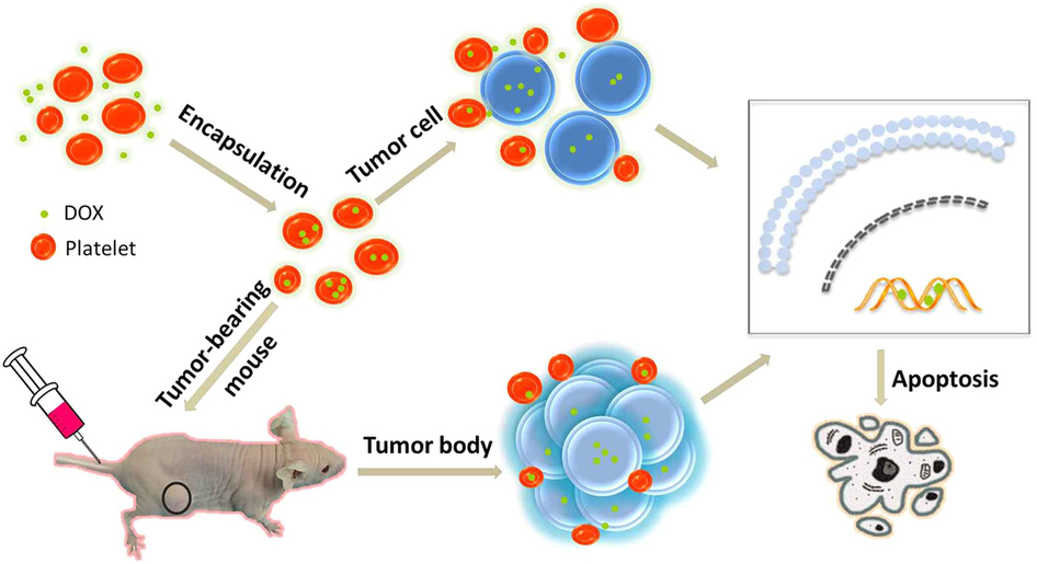 Doxorubicin-loaded platelets as a smart drug delivery system: An ...