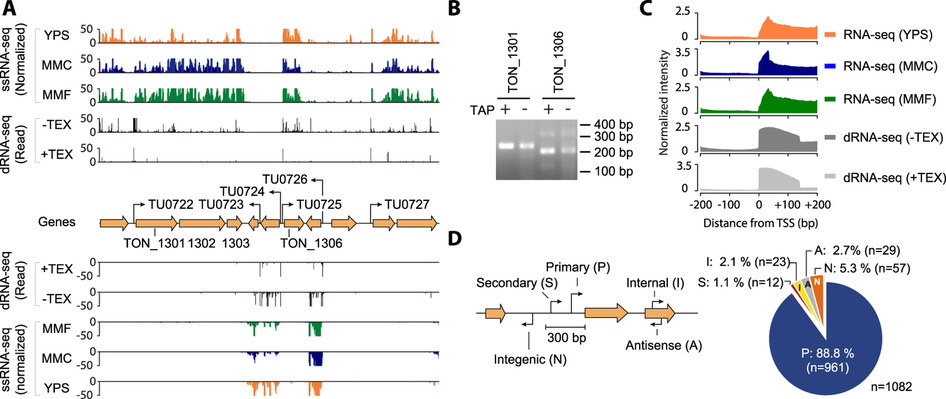 产 H2 古菌 Thermococcus onnurineus NA1 的全基因组初级转录组分析。,Scientific Reports - X-MOL