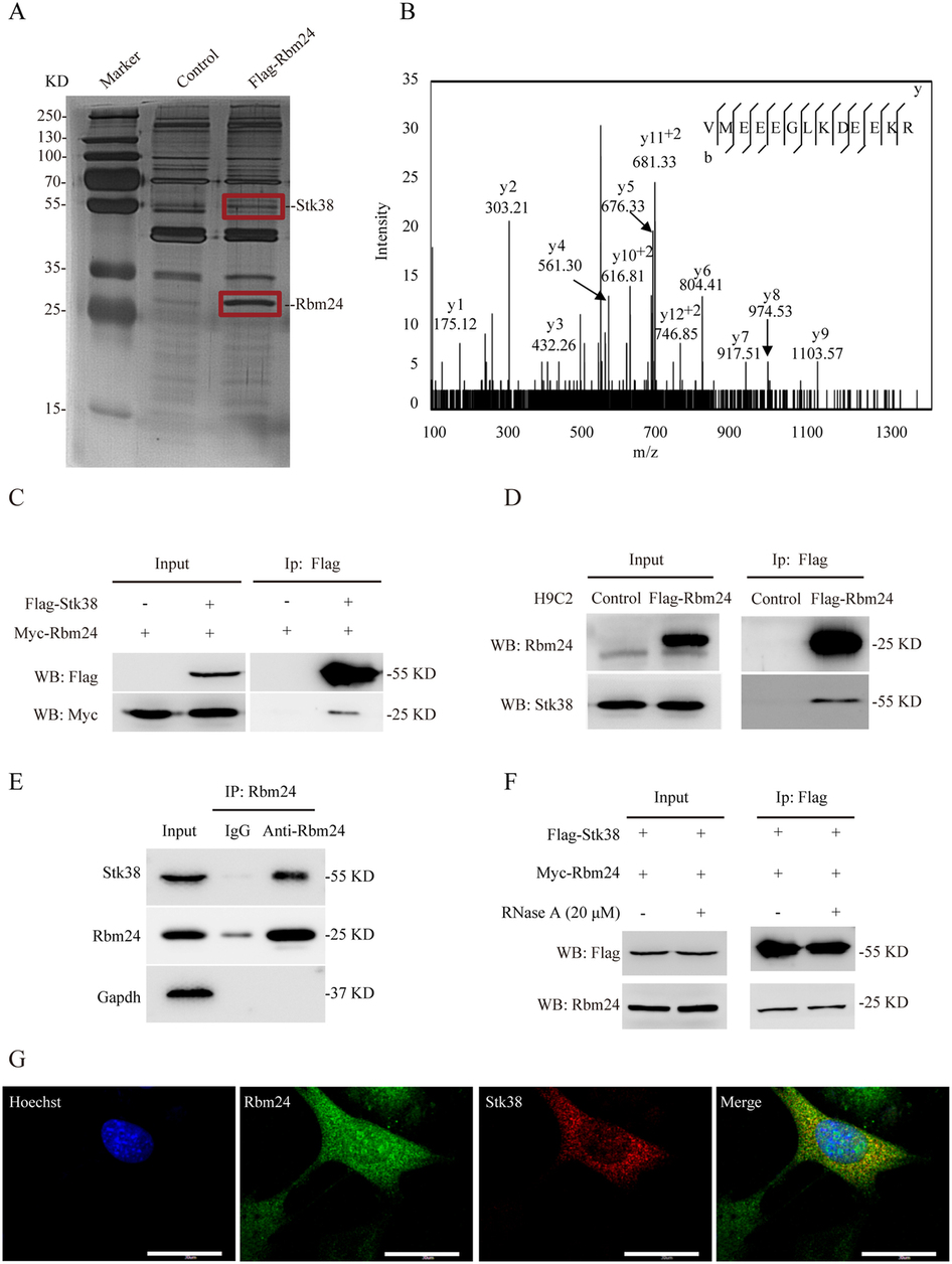 Stk38 Modulates Rbm24 Protein Stability to Regulate Sarcomere Assembly ...