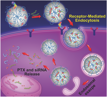 PTP肽修饰的树状聚合物靶向共递送PTX和TR3 siRNA用于治疗胰腺癌,Small - X-MOL