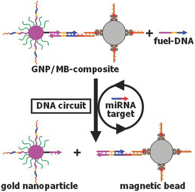 高效的基于粒子的DNA电路系统：DNA / PEG修饰的金纳米粒子-磁珠复合物的催化分解，用于比色检测miRNA,Small - X-MOL