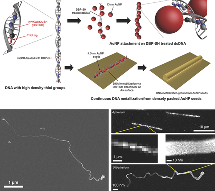 DNA结合肽指导连续DNA纳米线的合成，用于通过扫描电子显微镜分析大型DNA分子,Small - X-MOL