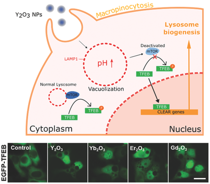 Giant Cellular Vacuoles Induced by Rare Earth Oxide Nanoparticles are ...