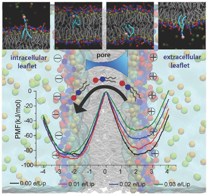 Lipid Flip‐Flop and Pore Nucleation on Zwitterionic Bilayers are ...