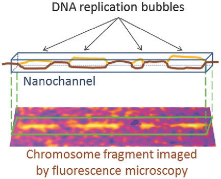 Analysis of DNA Replication by Optical Mapping in Nanochannels,Small ...