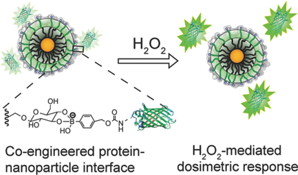 Chemically Engineered Nanoparticle–Protein Interface for Real‐Time ...