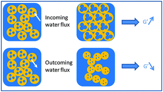 Water fluxes and encapsulation efficiency in double emulsions: impact ...