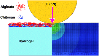 Nanoindentation and finite element modelling of chitosan–alginate multilayer coated hydrogels ...