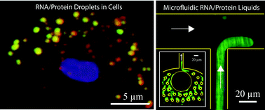 Biophysical characterization of organelle-based RNA/protein liquid ...