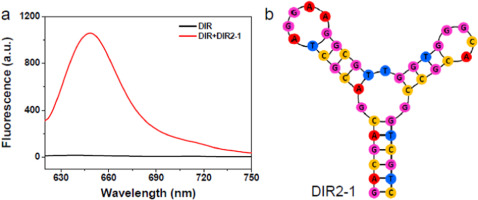 Selection and characterization of dimethylindole red DNA aptamers for ...
