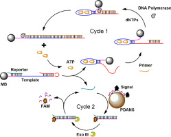 A novel fluorescent biosensor for Adenosine Triphosphate detection ...