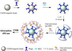 吞噬磁分离与免疫分析相结合，可特异性，快速，灵敏地检测金黄色葡萄球菌,Talanta - X-MOL