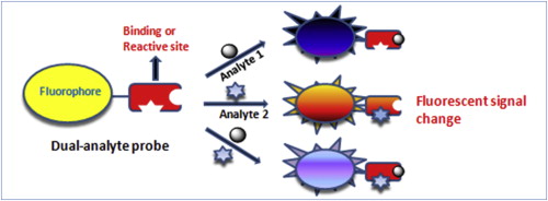 Fluorescent probes for dual and multi analyte detection,Tetrahedron - X-MOL
