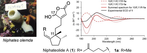 硝酸乙醇A：从海洋海绵中分离出柠檬油并通过ECD分析确定其绝对构型,Tetrahedron - X-MOL