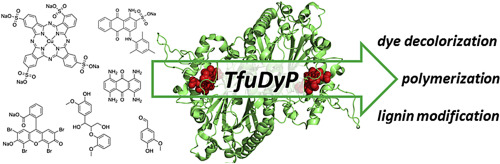 Exploring the biocatalytic potential of a DyP-type peroxidase by ...