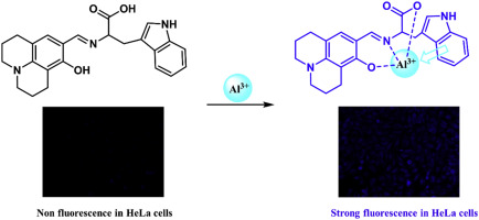 A fluorescent chemosensor for Al3+ based on julolidine and tryptophan ...