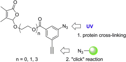 Design of photoaffinity labeling probes derived from 3,4,5 ...