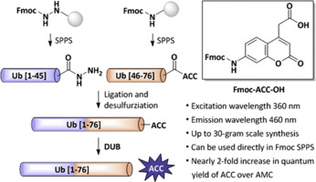 泛素7-氨基-4-氨基甲酰基甲基香豆素作为改良的去泛素化酶的荧光底物,Tetrahedron - X-MOL