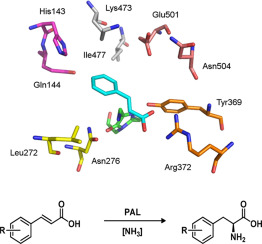 Engineering of phenylalanine ammonia lyase from Rhodotorula graminis ...