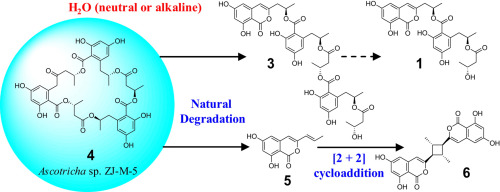 From macrocyclic to linear and further: naturally degradable polyesters ...