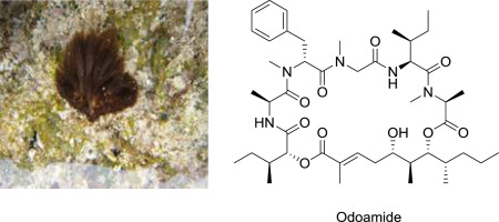 Odoamide，一种来自海洋蓝藻Okeania sp。的细胞毒性环二肽。,Tetrahedron - X-MOL