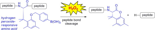 Design and synthesis of a hydrogen peroxide-responsive amino acid that ...