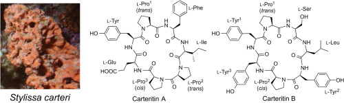 Carteritins A and B, cyclic heptapeptides from the marine sponge ...