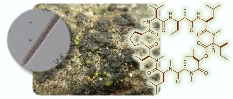 Urumamide, a novel chymotrypsin inhibitor with a β-amino acid from a ...