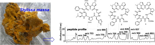 Stylissatins B–D, cycloheptapeptides from the marine sponge Stylissa ...