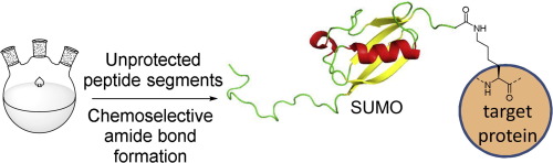 Total chemical synthesis of SUMO proteins,Tetrahedron Letters - X-MOL