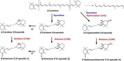 异类胡萝卜素酮醇酶CrtW与甘薯块茎特有的内源性环氧类胡萝卜素相互作用产生的新型类胡萝卜素,Tetrahedron Letters - X-MOL