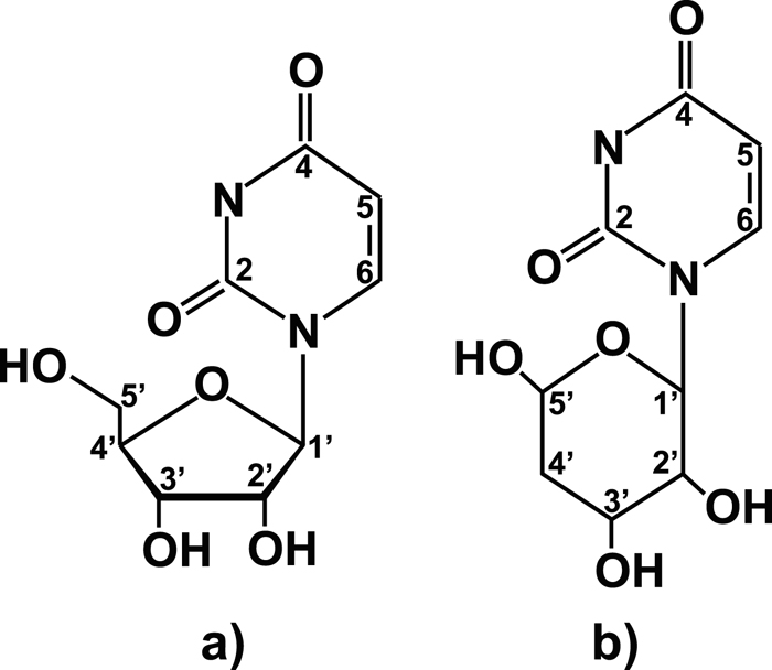 Gas-phase study on uridine: Conformation and X-ray photofragmentation ...