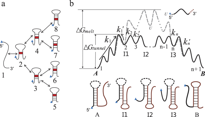 yitJ和metF核糖开关的调节机制,The Journal of Chemical Physics - X-MOL