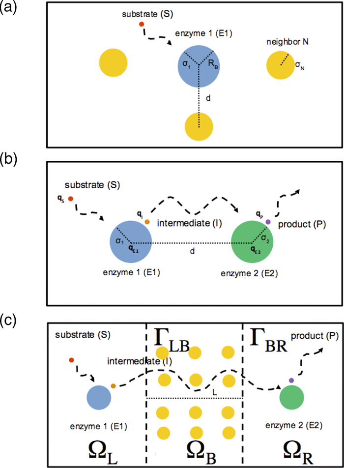 Enzyme localization, crowding, and buffers collectively modulate ...