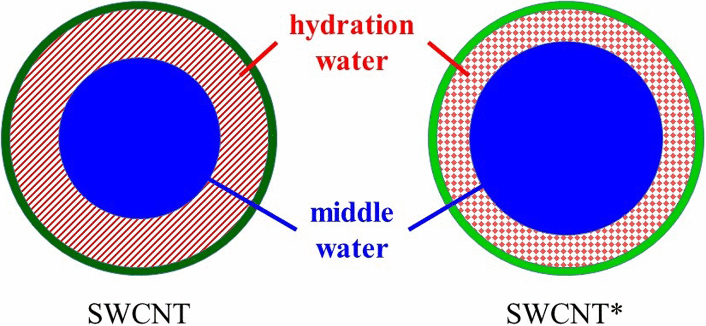 Hydrogen bond network in the hydration layer of the water confined in ...