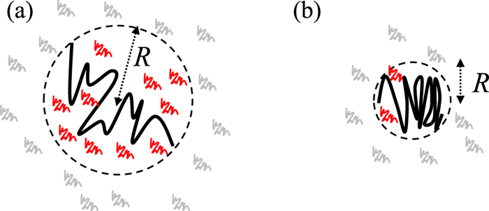Coil–globule transition of a polymer involved in excluded-volume ...