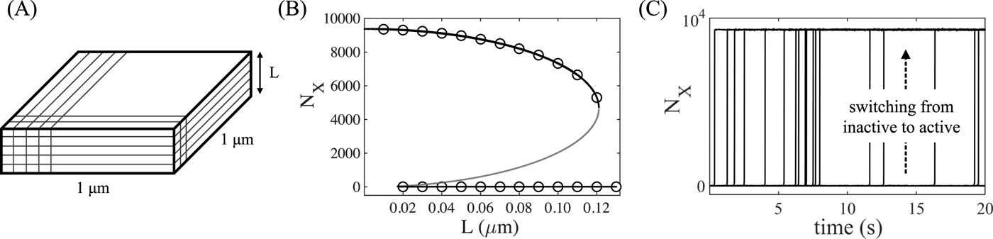 Confinement and diffusion modulate bistability and stochastic switching ...