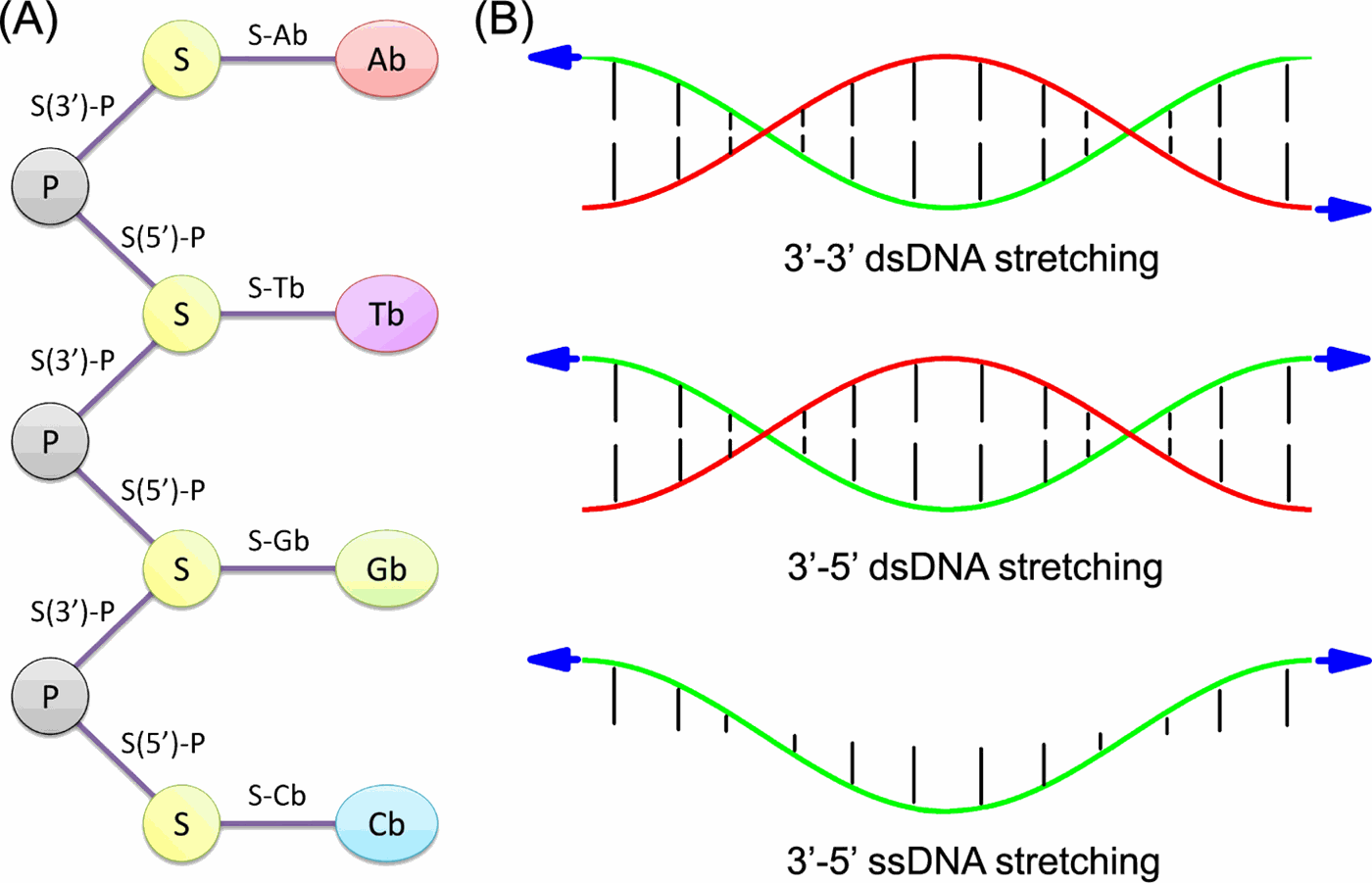 The mechanism of the emergence of distinct overstretched DNA states,The ...