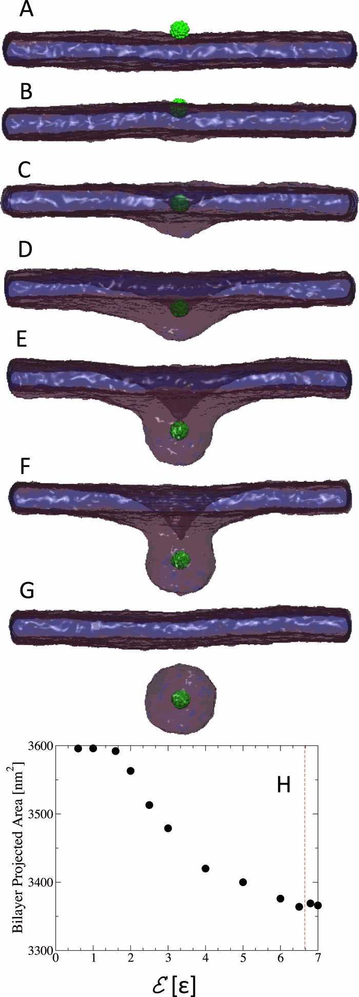 Partial wrapping and spontaneous endocytosis of spherical nanoparticles ...
