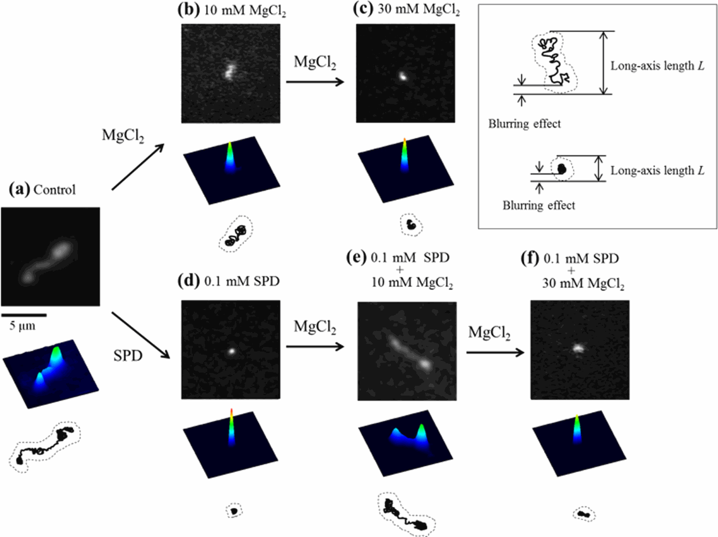 Divalent cation shrinks DNA but inhibits its compaction with trivalent ...