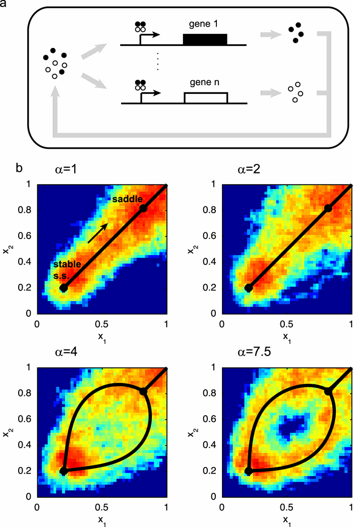 Bifurcation of transition paths induced by coupled bistable systems,The ...