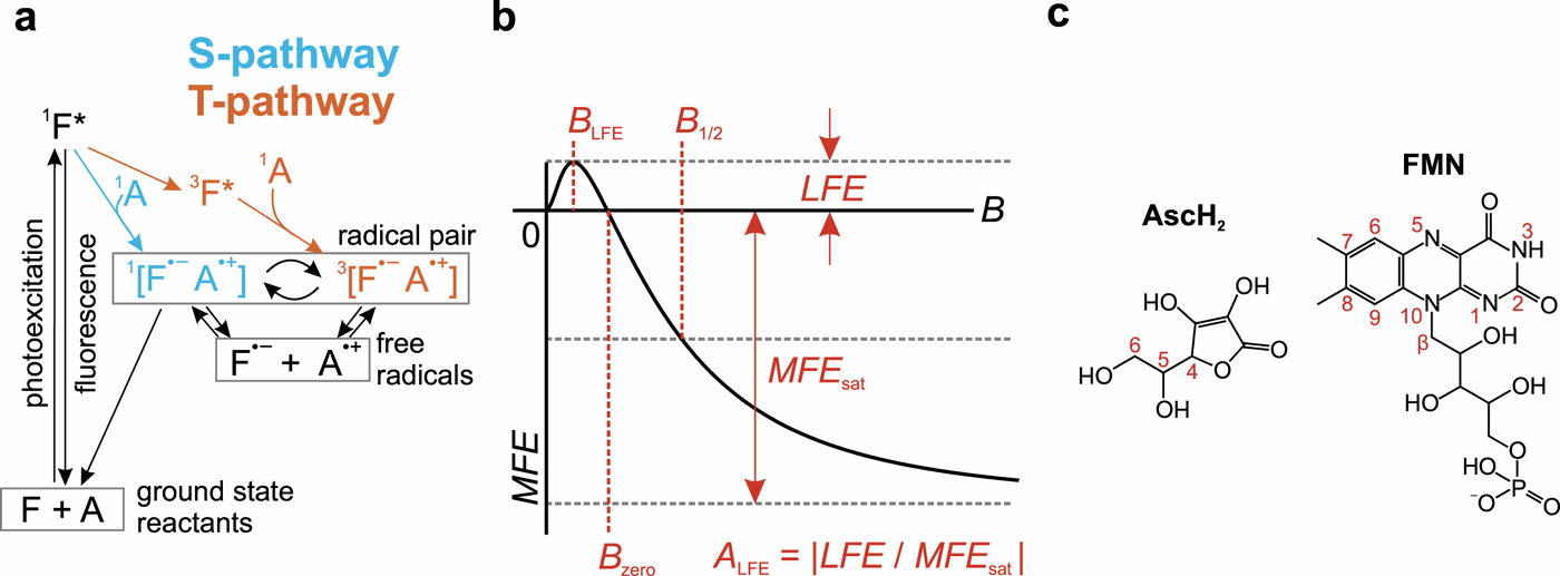 Sub-millitesla magnetic field effects on the recombination reaction of ...