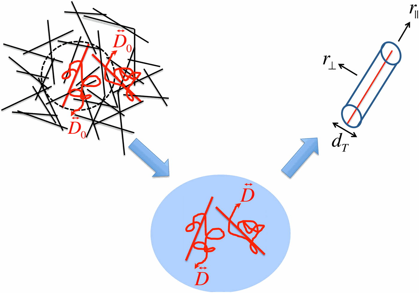 A force-level theory of the rheology of entangled rod and chain polymer liquids. I. Tube ...