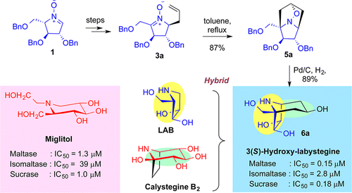 Design and Synthesis of Labystegines, Hybrid Iminosugars from LAB and ...