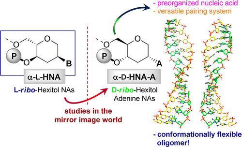 1′,5′-Anhydro-l-ribo-hexitol Adenine Nucleic Acids (α-l-HNA-A ...