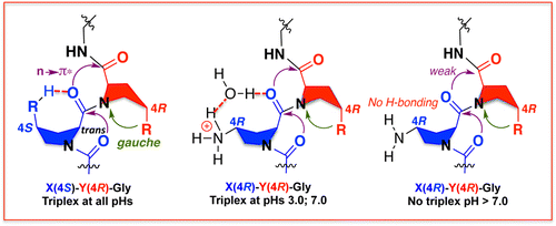 Orchestration of Structural, Stereoelectronic, and Hydrogen-Bonding ...