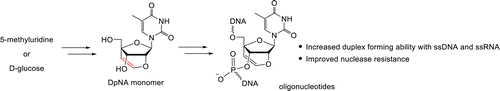 Synthesis and Properties of the 5-Methyluridine Derivative of 3,4 ...