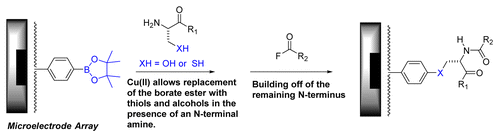 Chemoselectivity and the Chan–Lam Coupling Reaction: Adding Amino Acids ...